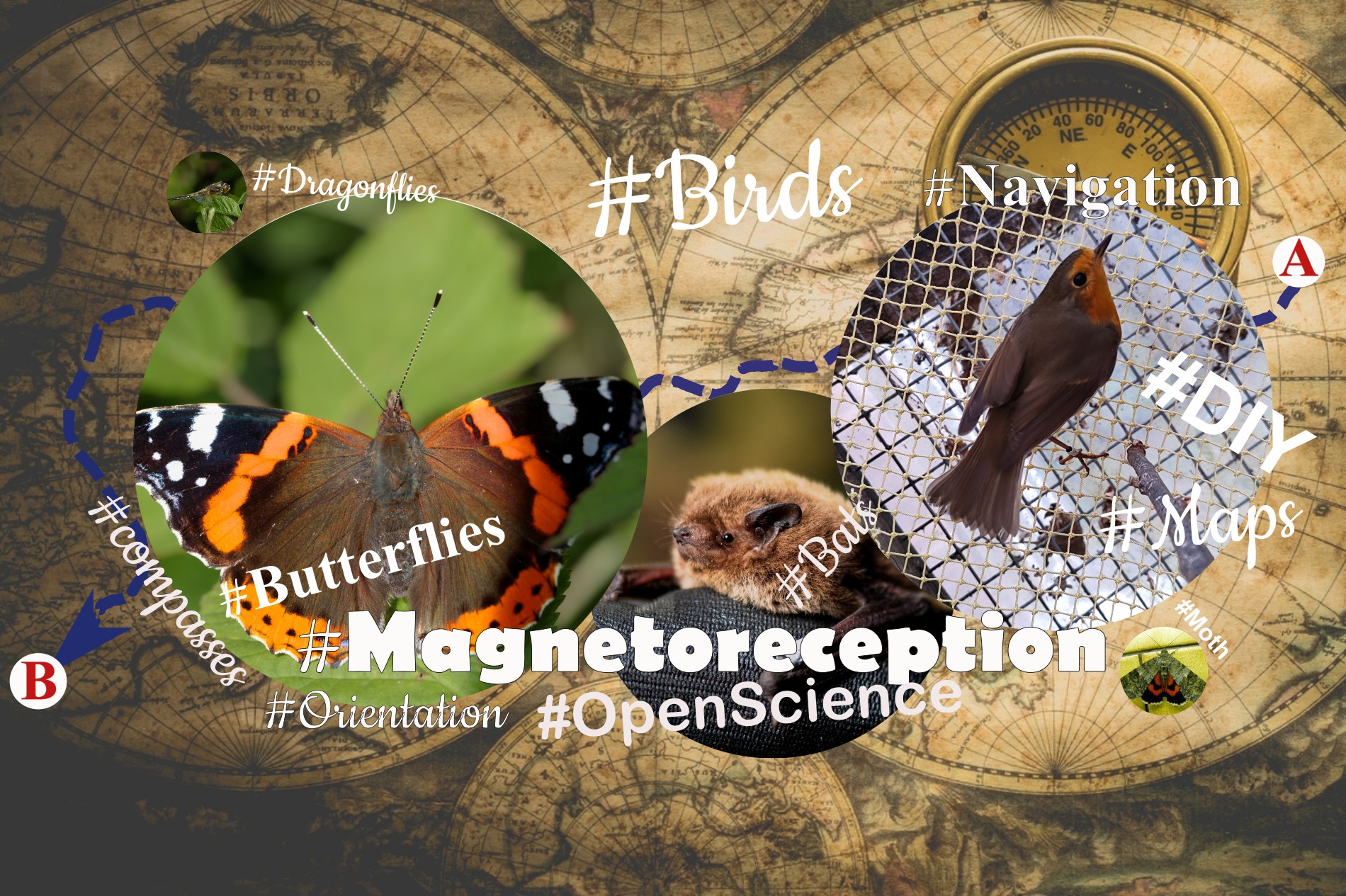 Magnetoreception in Birds, Bats and Butterflies
