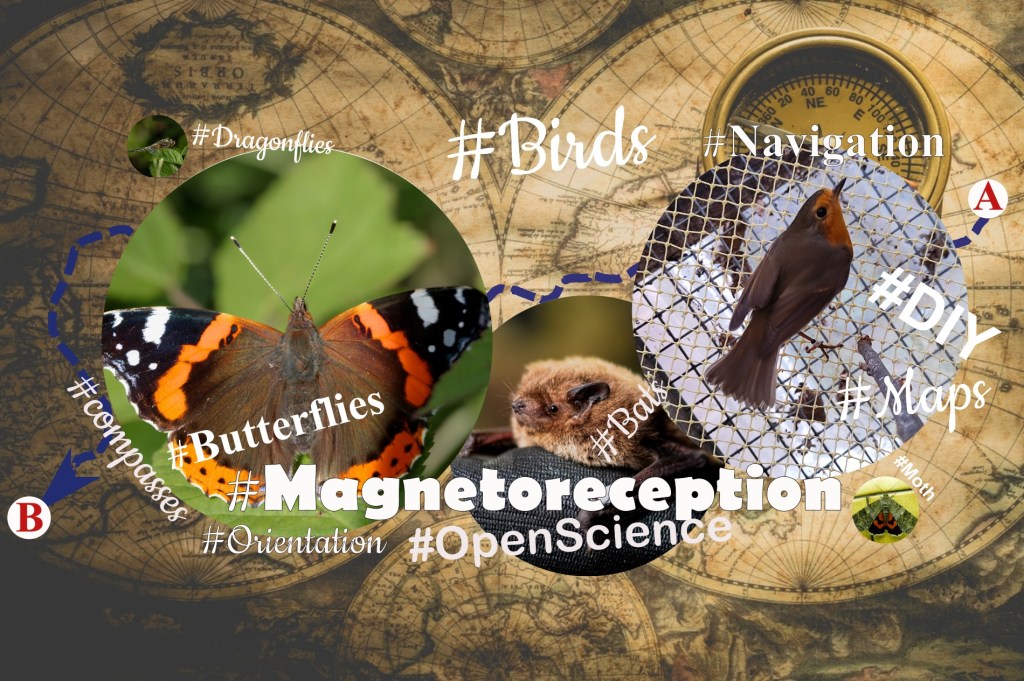 Animal Navigation Lab – Magnetoreception in Birds, Bats and Butterflies